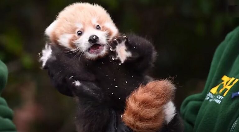 Raro cachorro de panda rojo que ‘dio esperanza’ al esfuerzo de especies ...